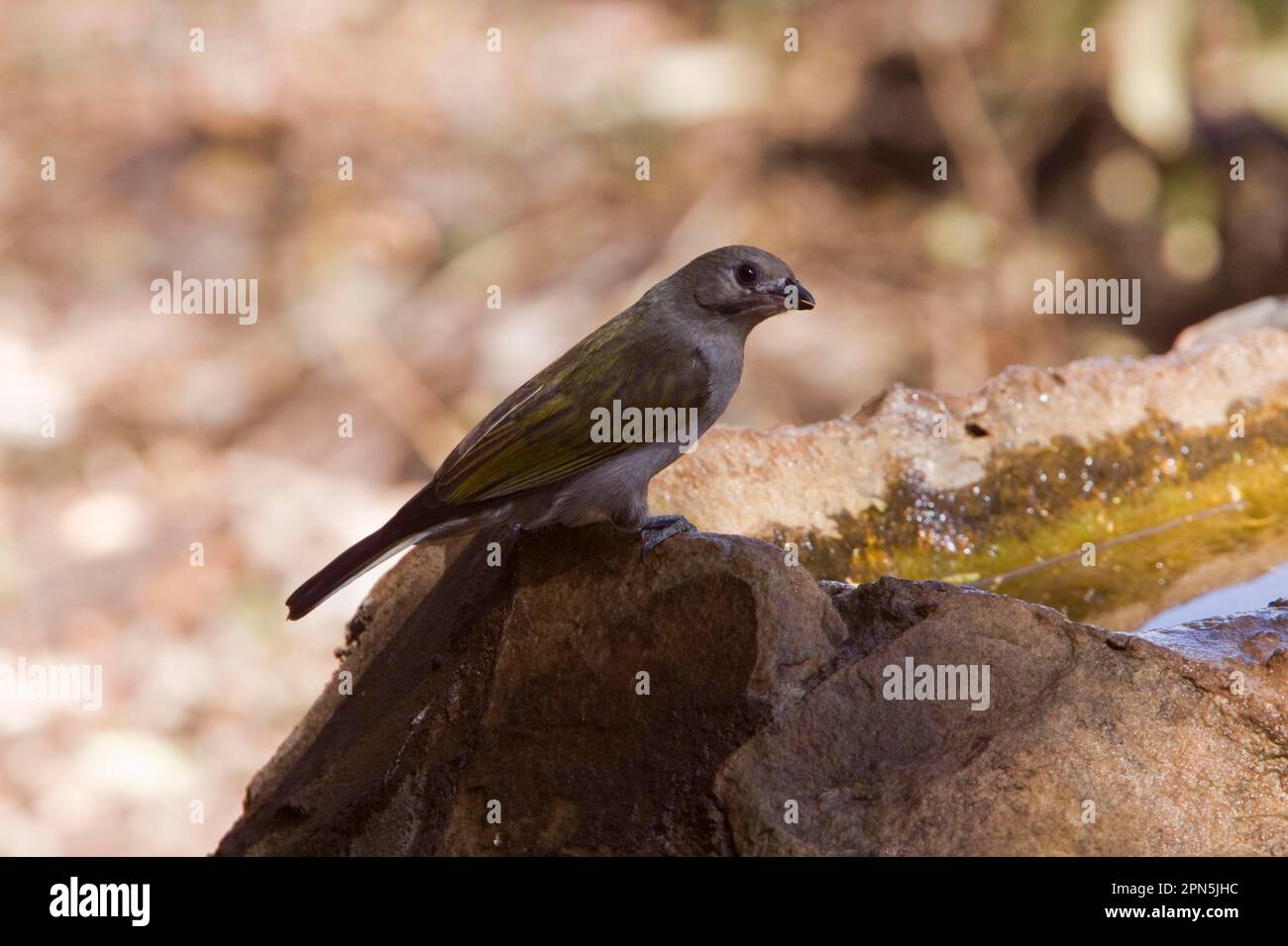Lesser Honeyguide