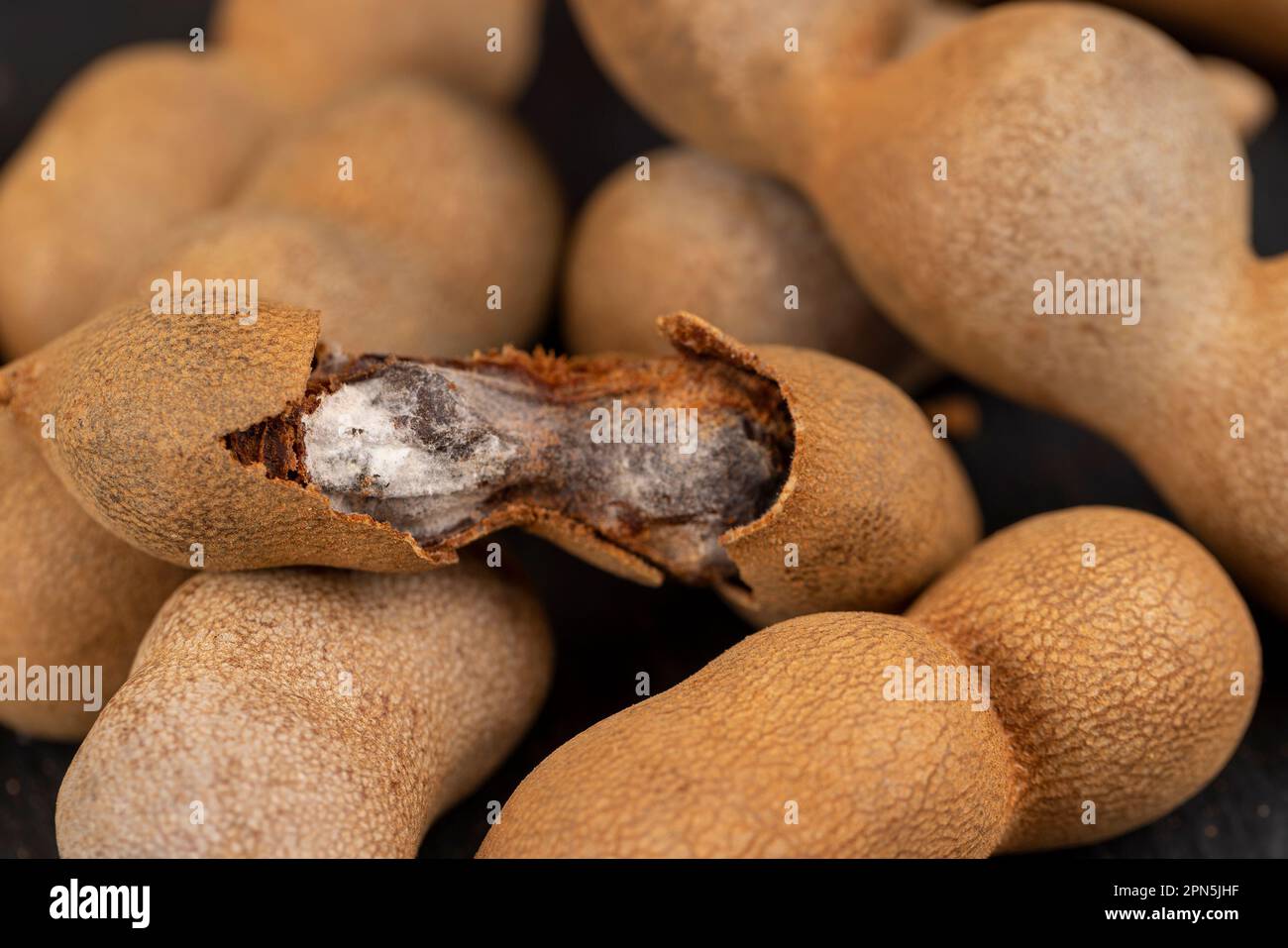 open ripe tamarind pods with mildewed pulp, mildewed tamarind fruits ...