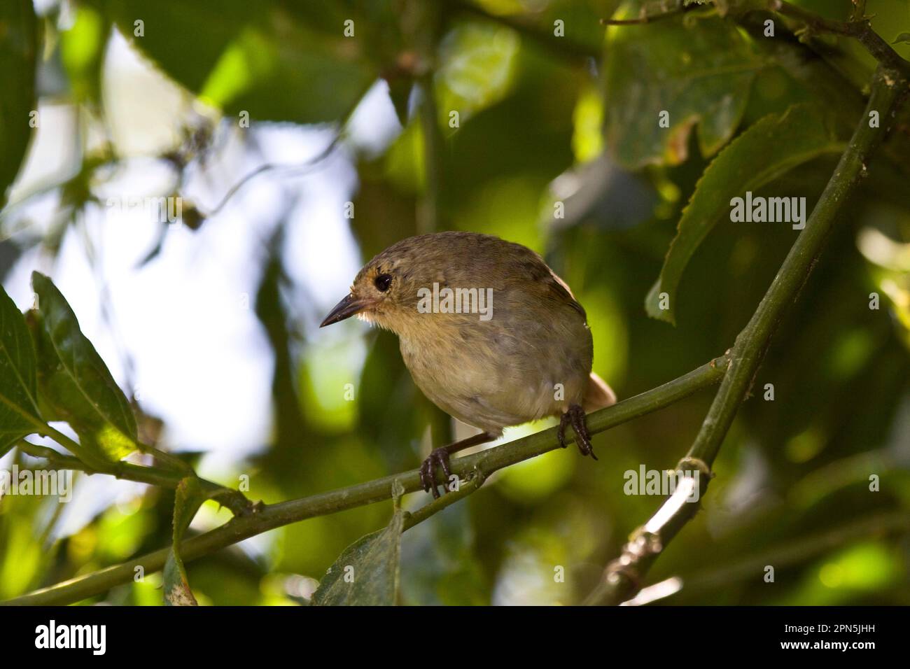 Warbler Finch, Warbler Finch (Certhidea olivacea), Darwin Finch ...