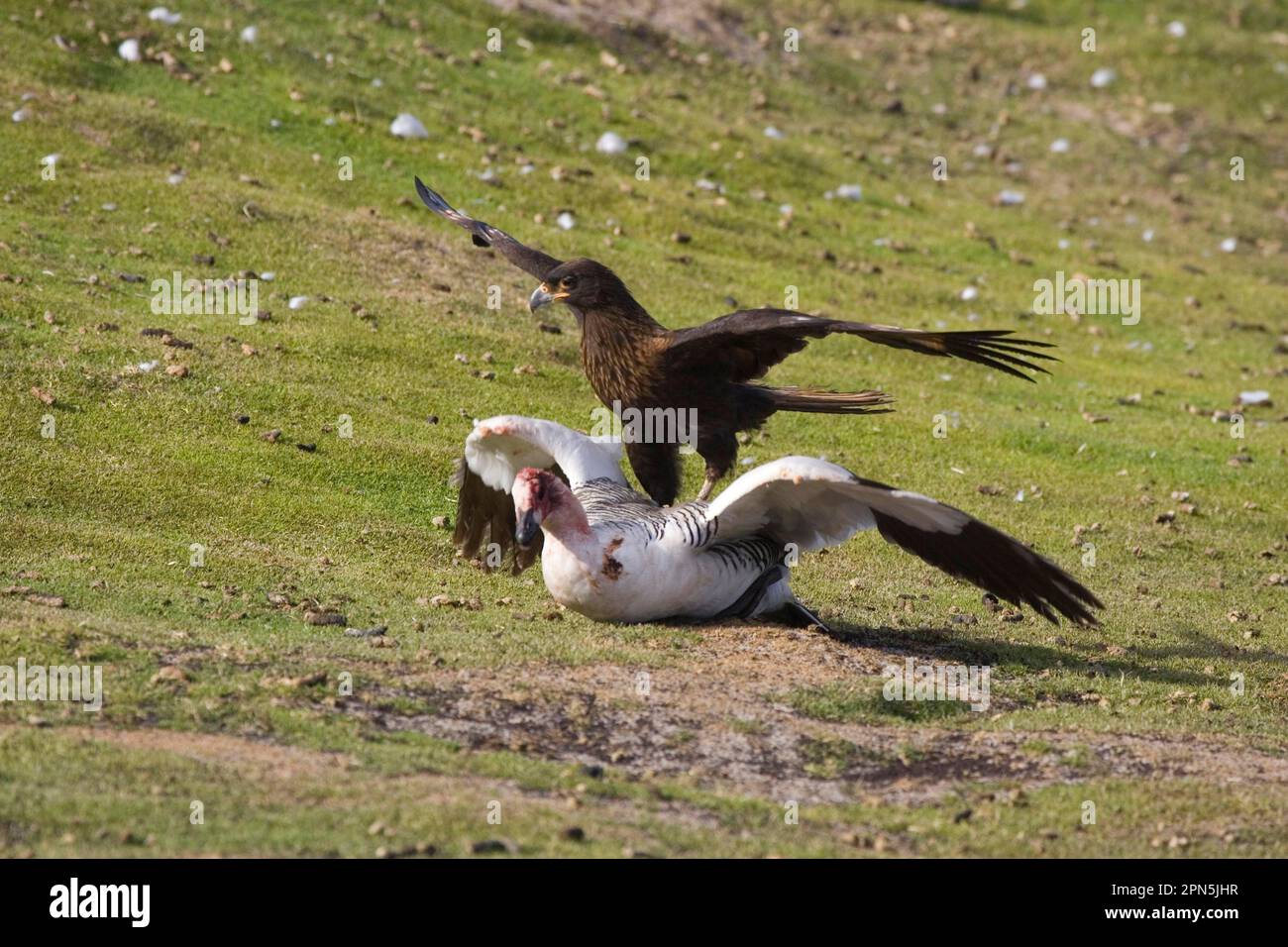 Striated Caracara (Phalcoboenus australis), killing upland goose ...