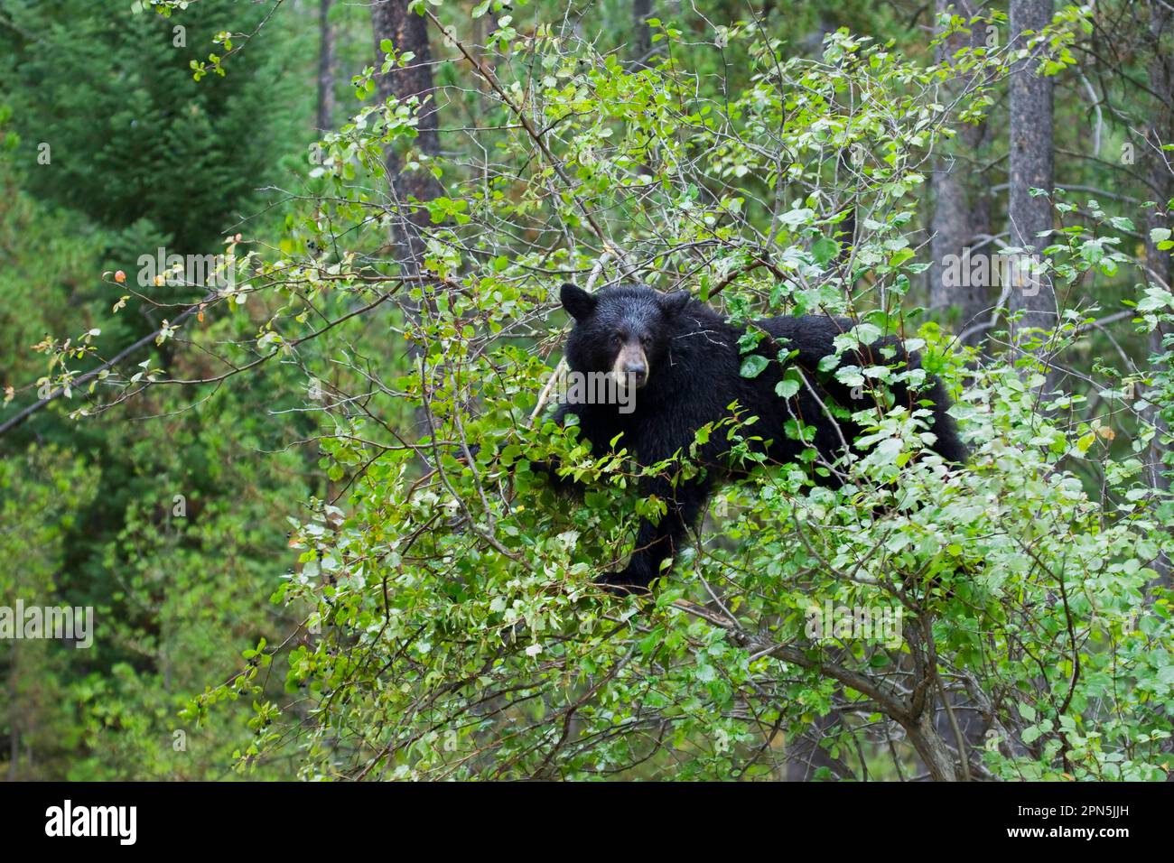 American Black Bear (Ursus americanus), american black bear, bears ...