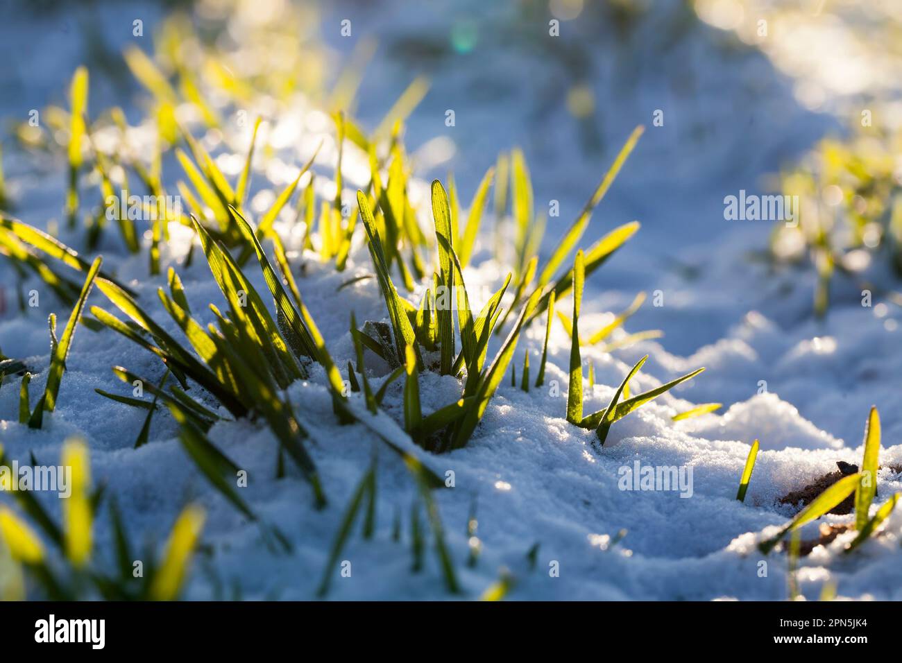 Grass covered with snow and ice in winter, frosts in nature with grass ...