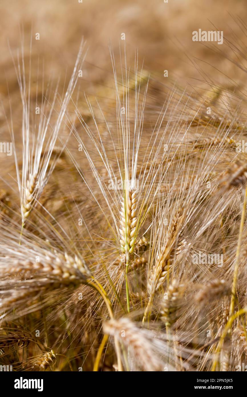 yellow ripe cereals in a field, an agricultural field on which agricultural cereals grow Stock ...