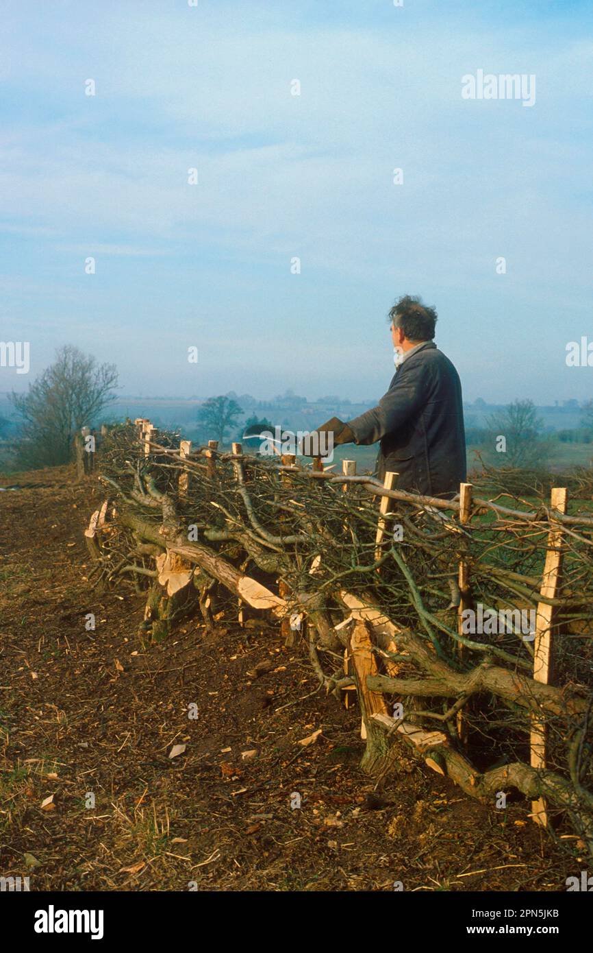 Hedge laying england hi-res stock photography and images - Alamy