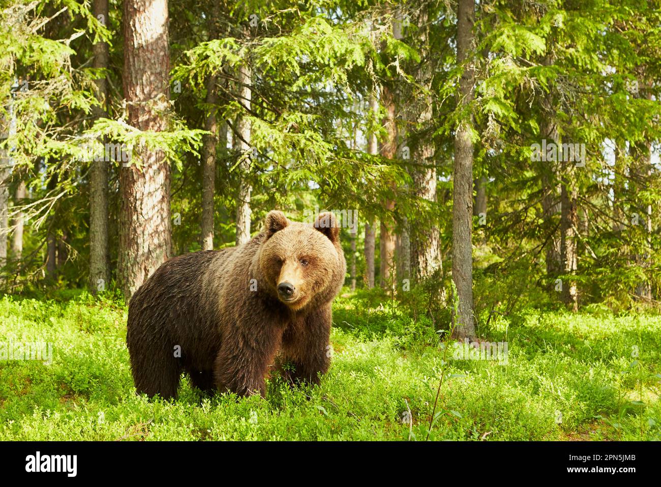 European brown bears (Ursus arctos arctos), European Brown Bear, bears ...