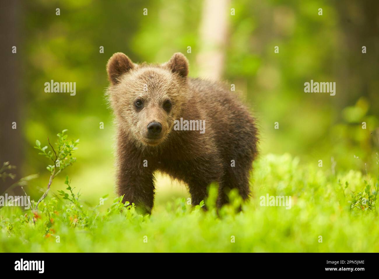 European brown bear, european brown bears (Ursus arctos arctos ...