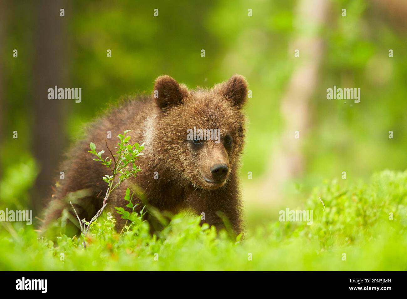 European brown bear, european brown bears (Ursus arctos arctos ...