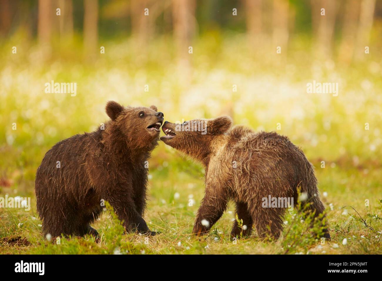 European Brown Bear, european brown bears (Ursus arctos arctos ...