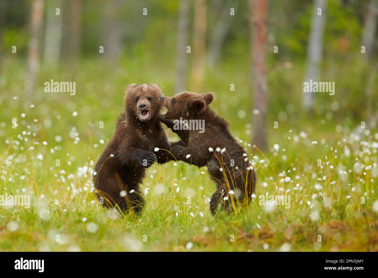 European Brown Bear, european brown bears (Ursus arctos arctos ...