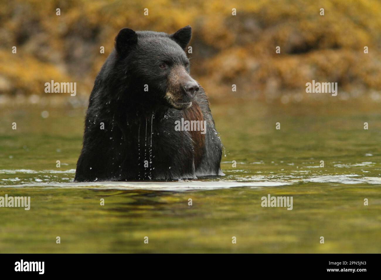 Kermode bear (Ursus americanus kermodei), ghost bear, kermode bears, ghost bears, bears ...