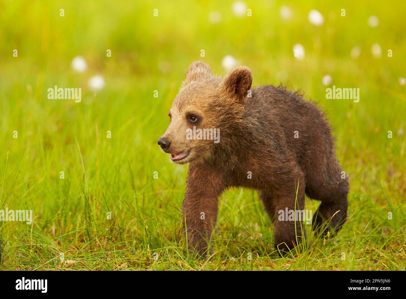 European brown bear, european brown bears (Ursus arctos arctos ...