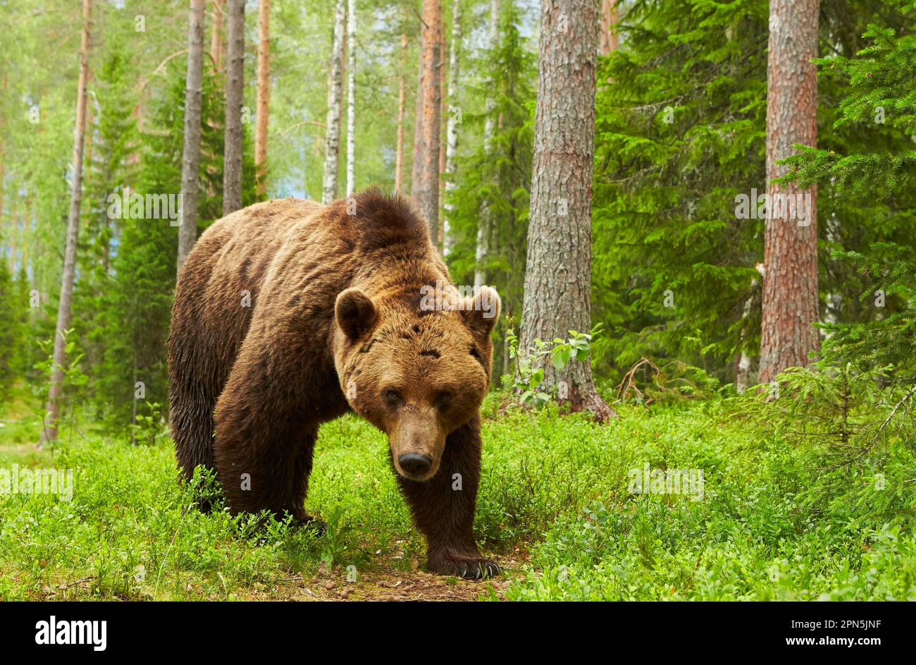 European Brown Bear, european brown bears (Ursus arctos arctos ...