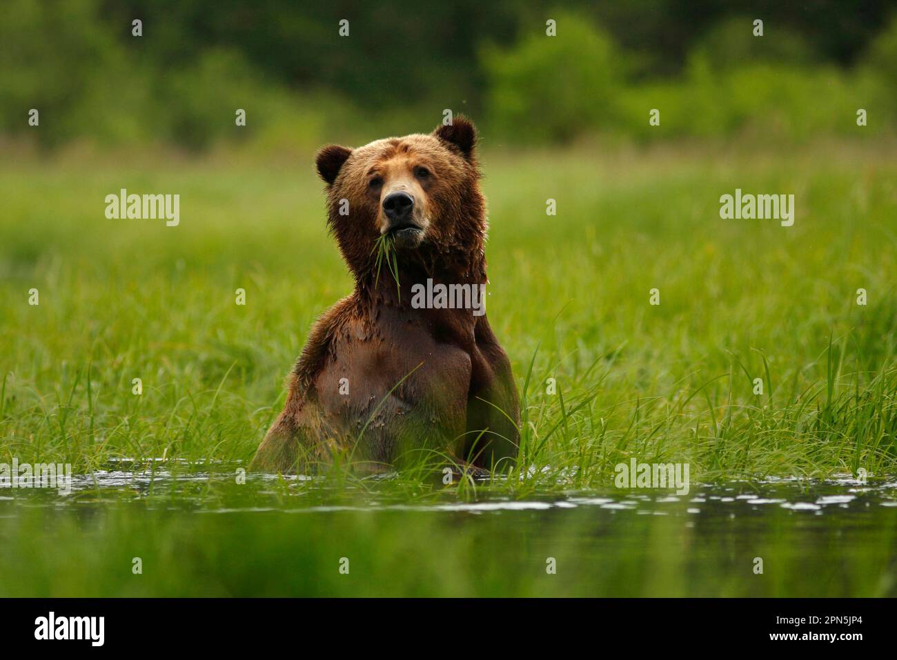 Grizzly Bear (Ursus arctos horribilis) adult, feeding on sedges in ...
