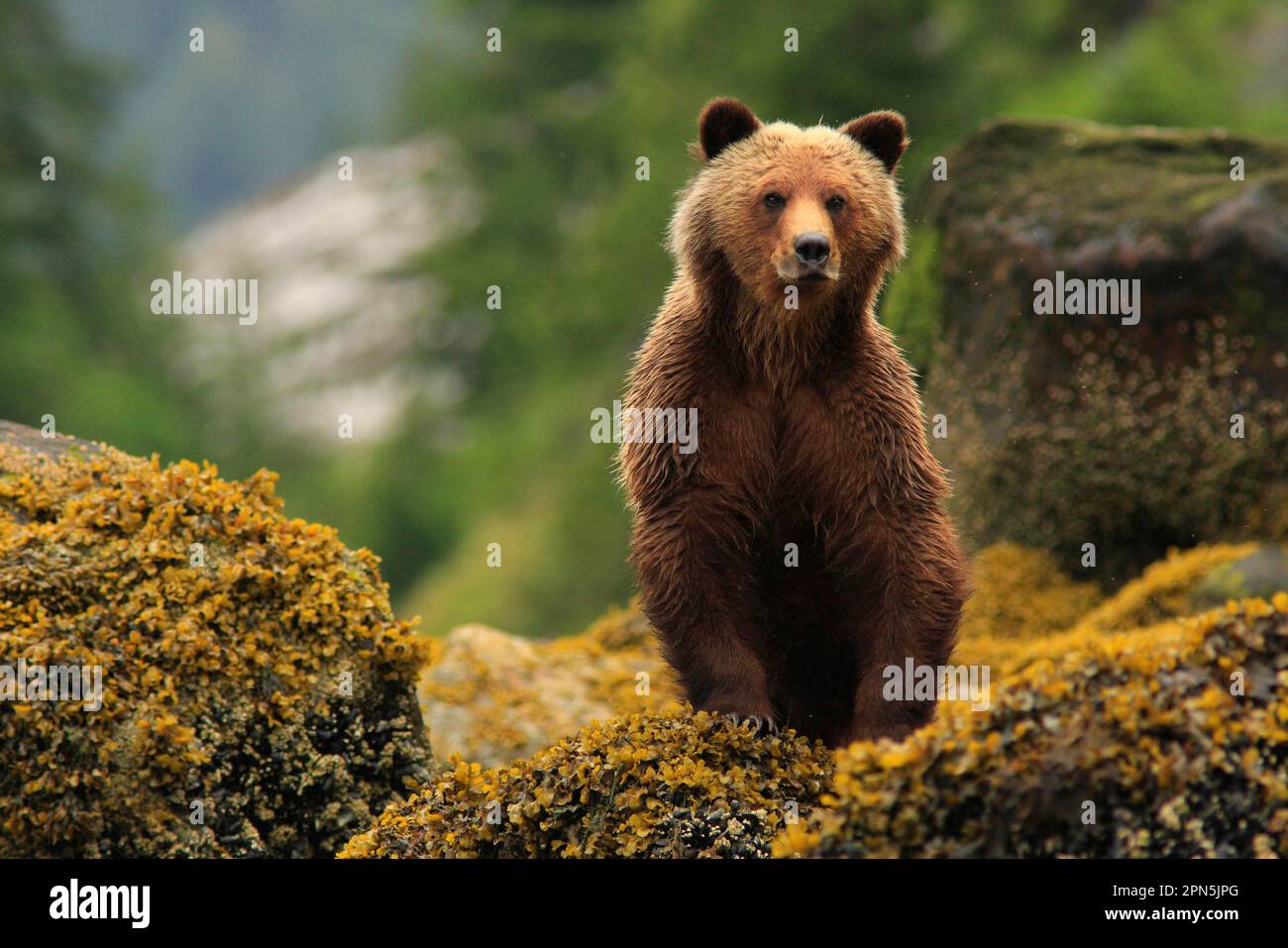 Grizzly Bear (Ursus arctos horribilis) adult, standing on shoreline ...