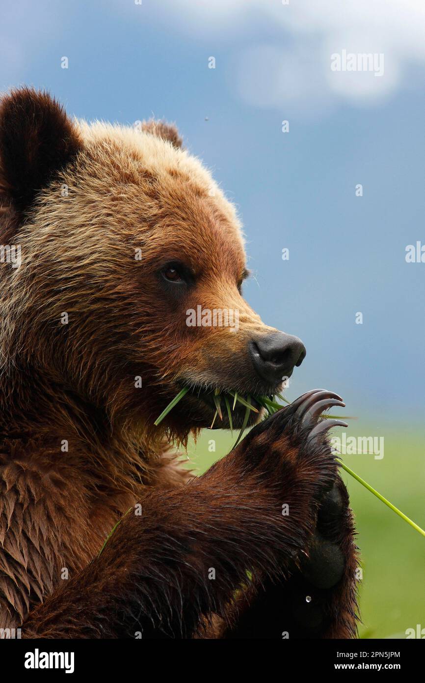 Grizzly Bear (Ursus arctos horribilis) adult, close-up of head and front paws, feeding on sedges ...