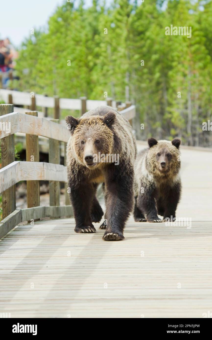 Grizzly bear, grizzly bears (Ursus arctos horribilis), brown bear ...