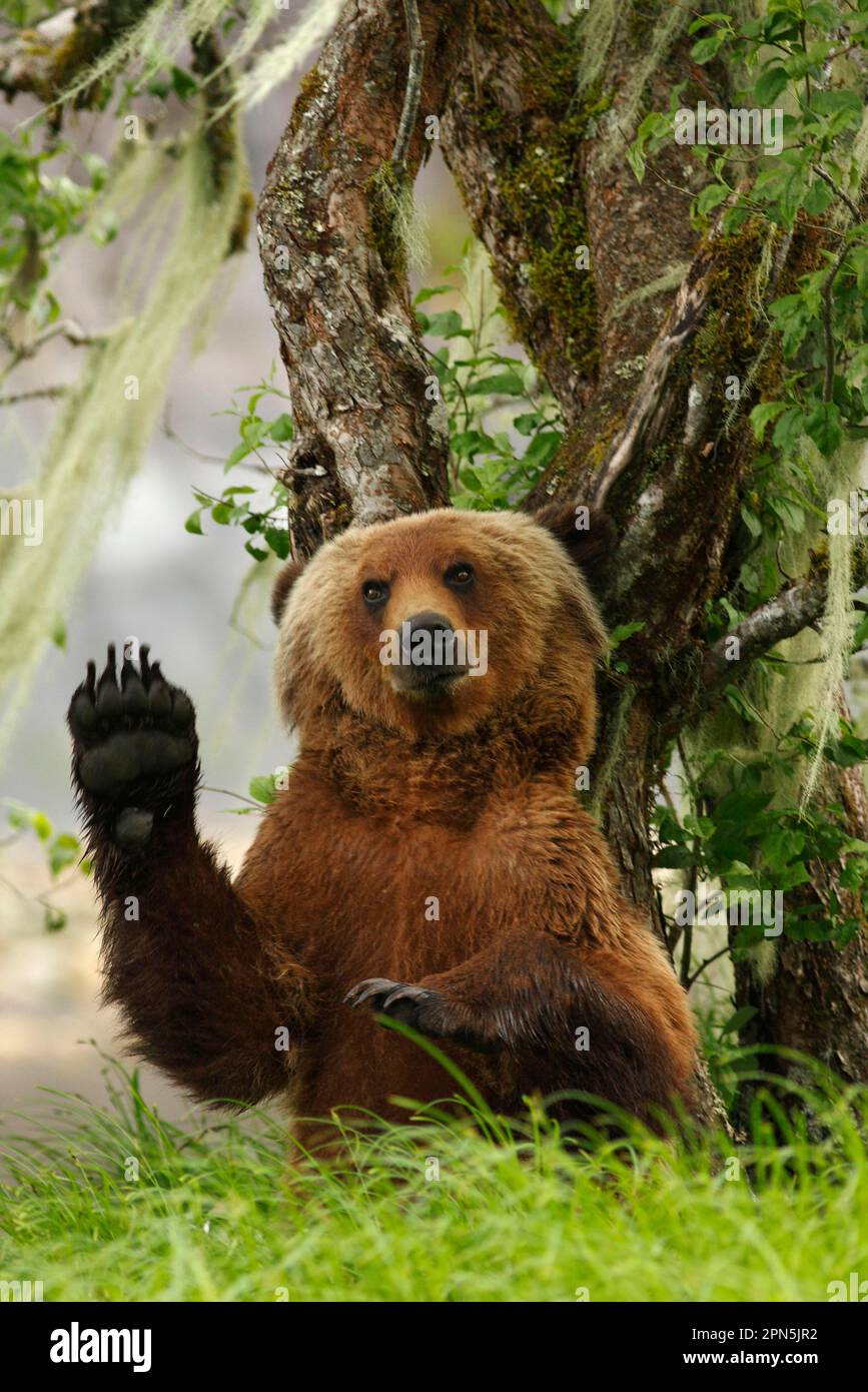 Grizzly Bear (Ursus arctos horribilis) adult, scratching back against ...