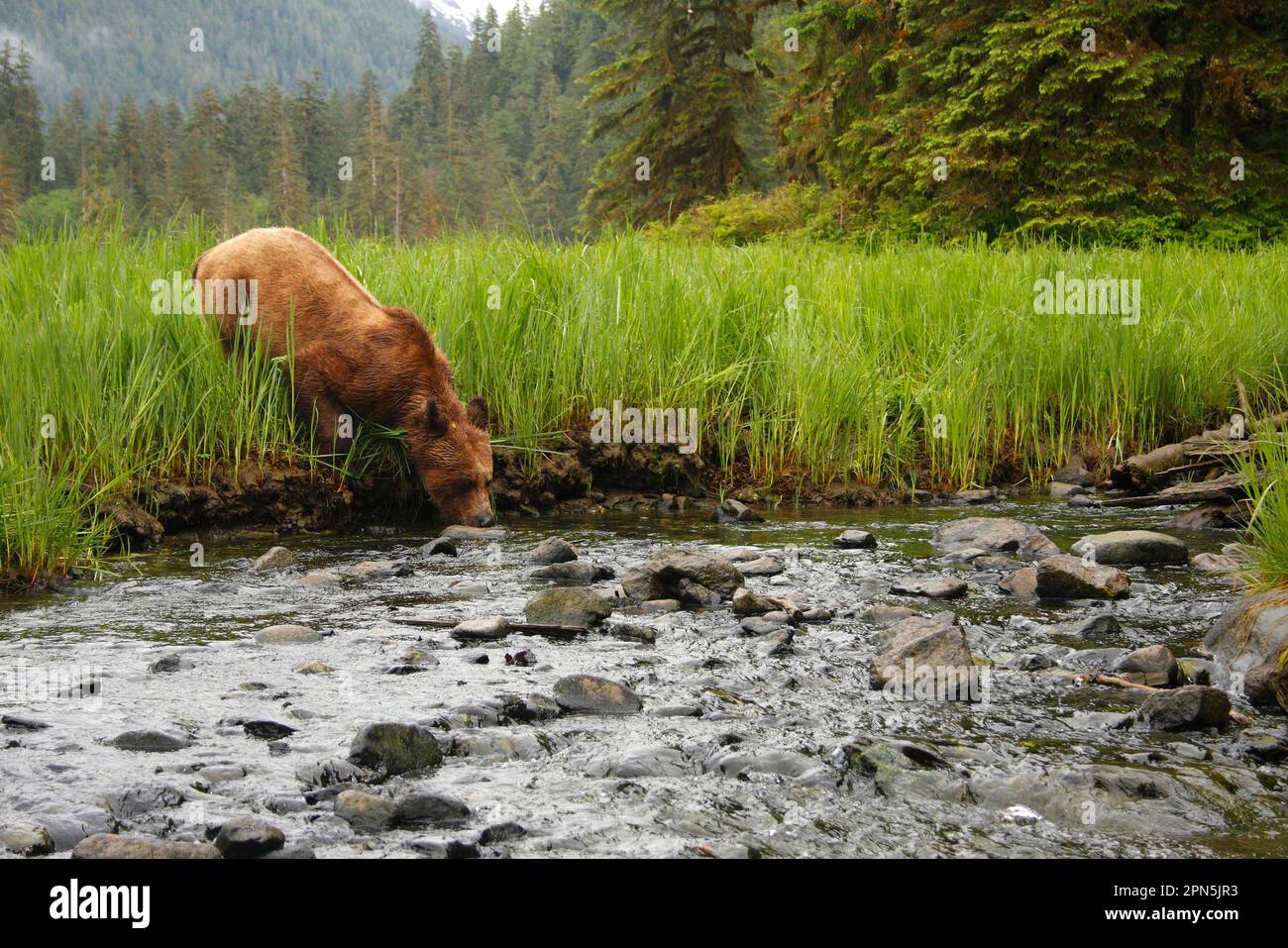Grizzly Bear (Ursus arctos horribilis) adult, drinking from steam in ...