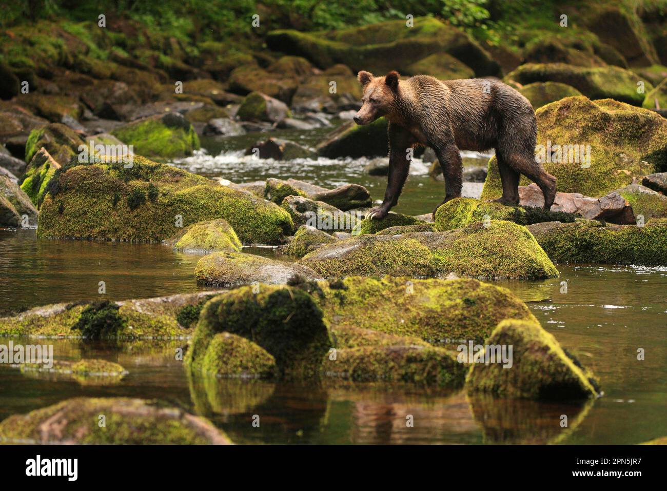 Adult grizzly bear (Ursus arctos horribilis), salmon fishing, walking ...