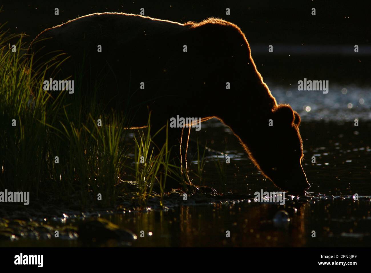 Grizzly Bear (Ursus arctos horribilis) adult, drinking from river ...