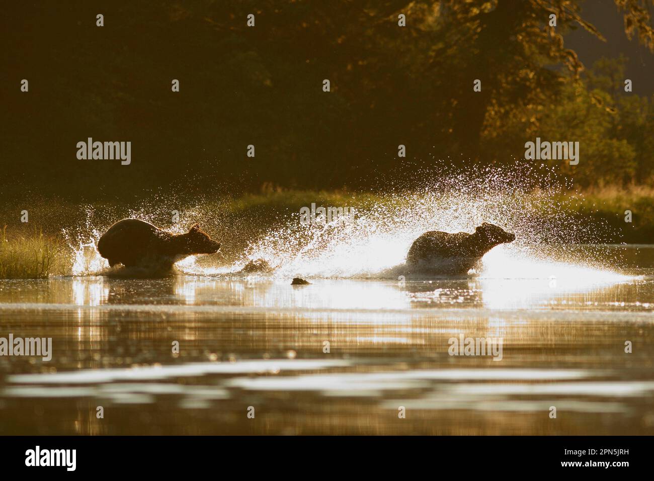 Grizzly Bear (Ursus arctos horribilis) two adults, mother chasing off ...
