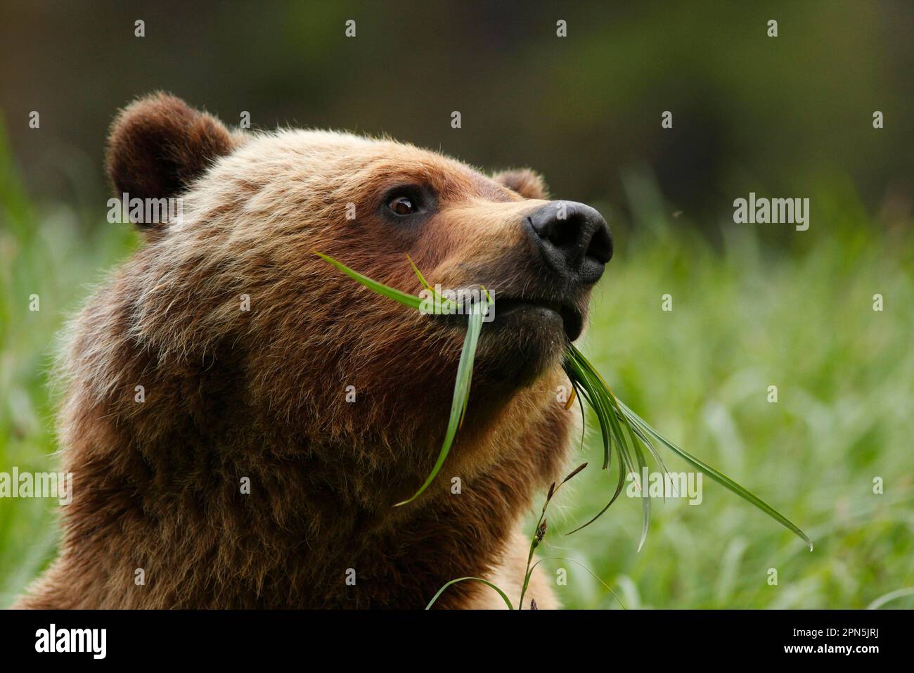 Grizzly Bear (Ursus arctos horribilis) adult, close-up of head, feeding on sedges in clearing of ...