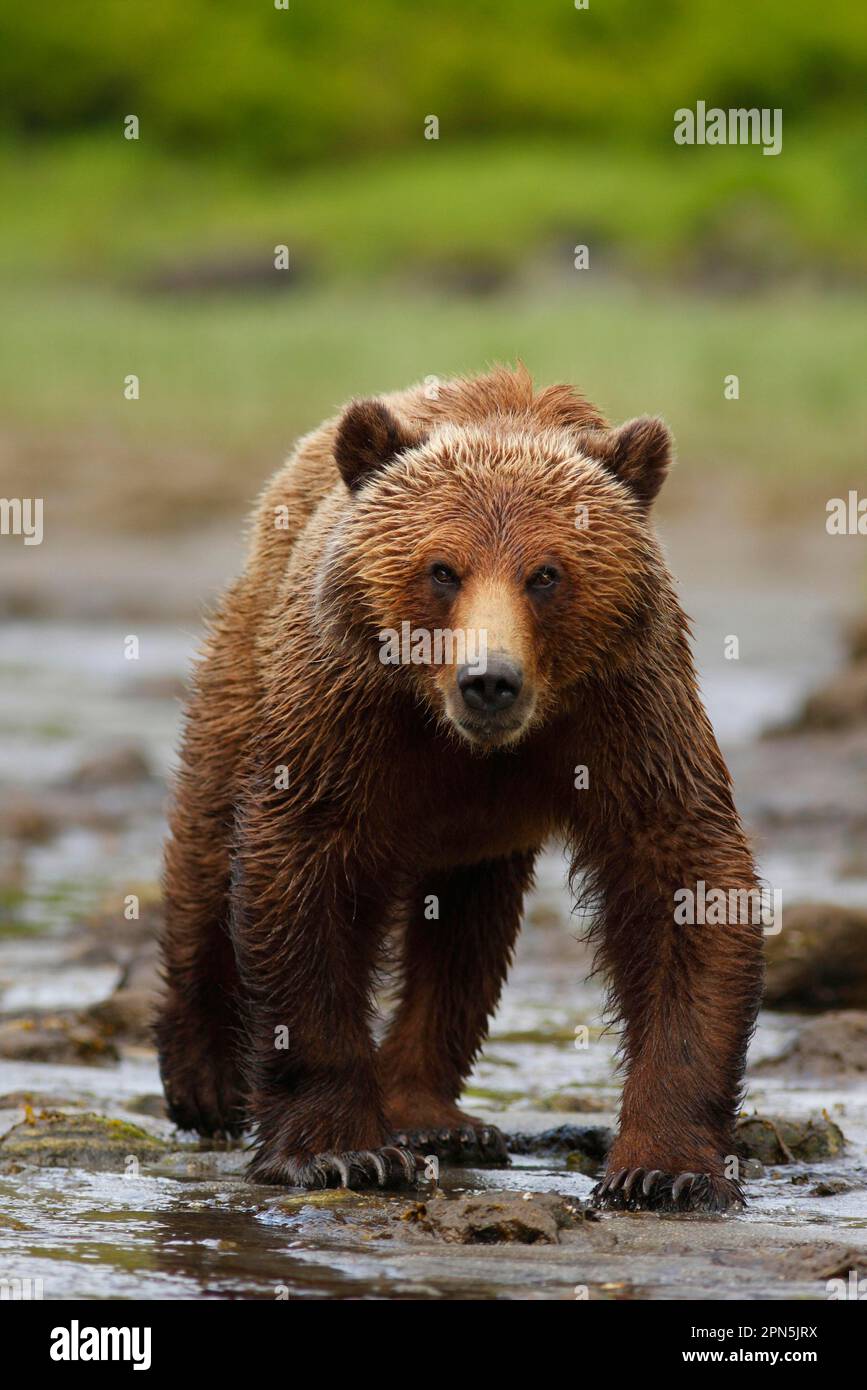 Grizzly bear, grizzly bears (Ursus arctos horribilis), brown bear ...