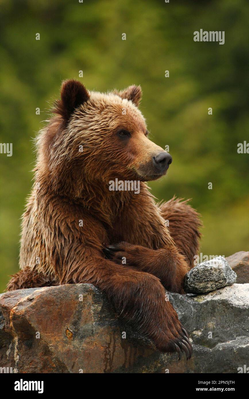 Grizzly bear, grizzly bears (Ursus arctos horribilis), brown bear ...