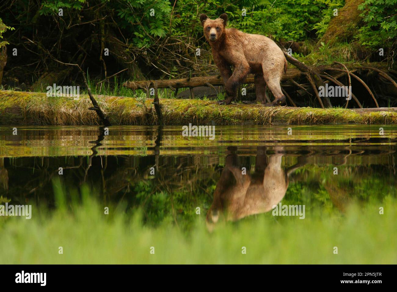 Brown bear on the edge of the river hi-res stock photography and images ...