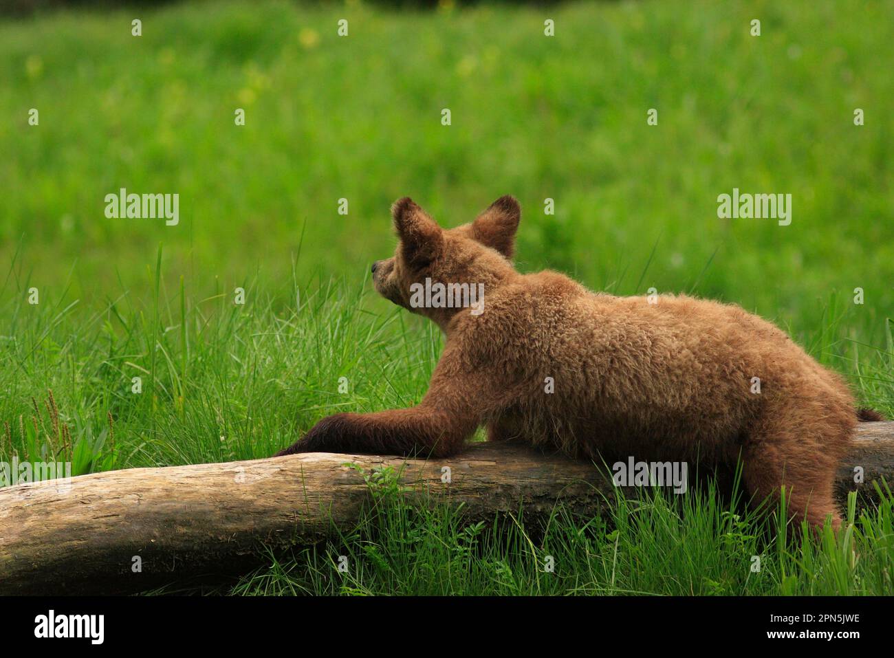Grizzly bear (Ursus arctos horribilis) young climbing tree trunk during ...
