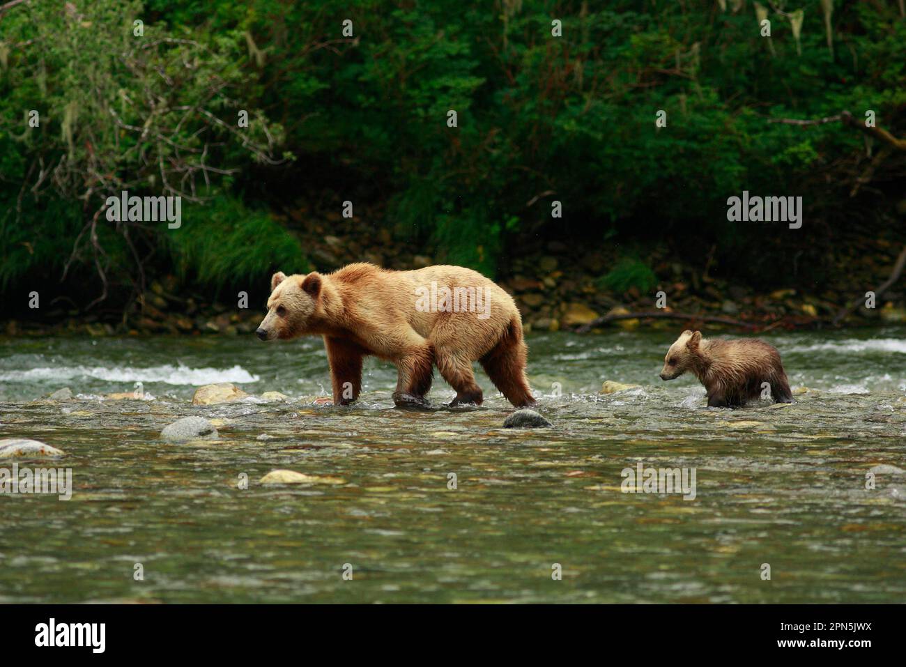 Grizzly bear (Ursus arctos horribilis), adult female and young, river ...