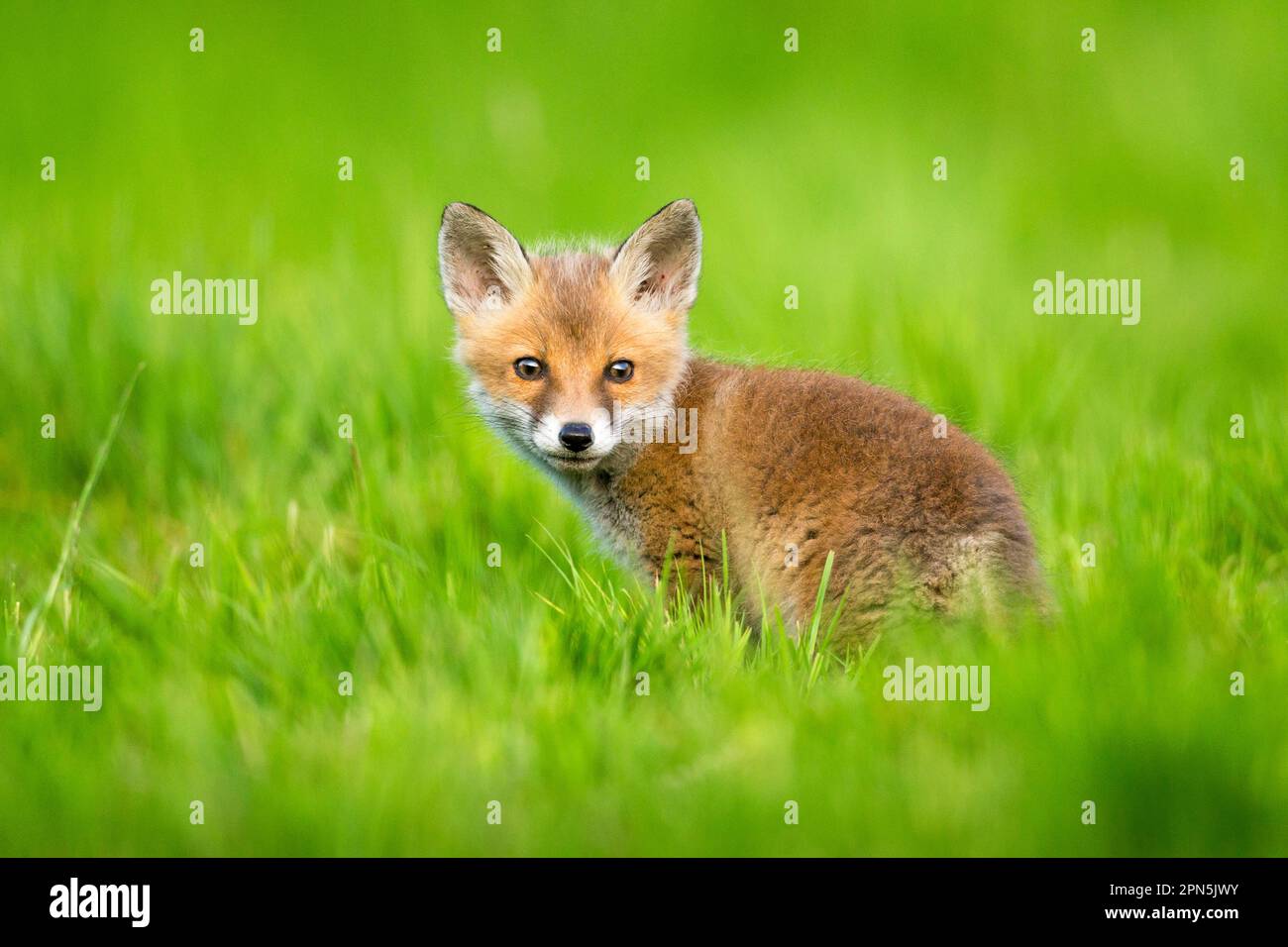 Red fox, red foxes, fox, foxes, canines, predators, mammals, animals ...