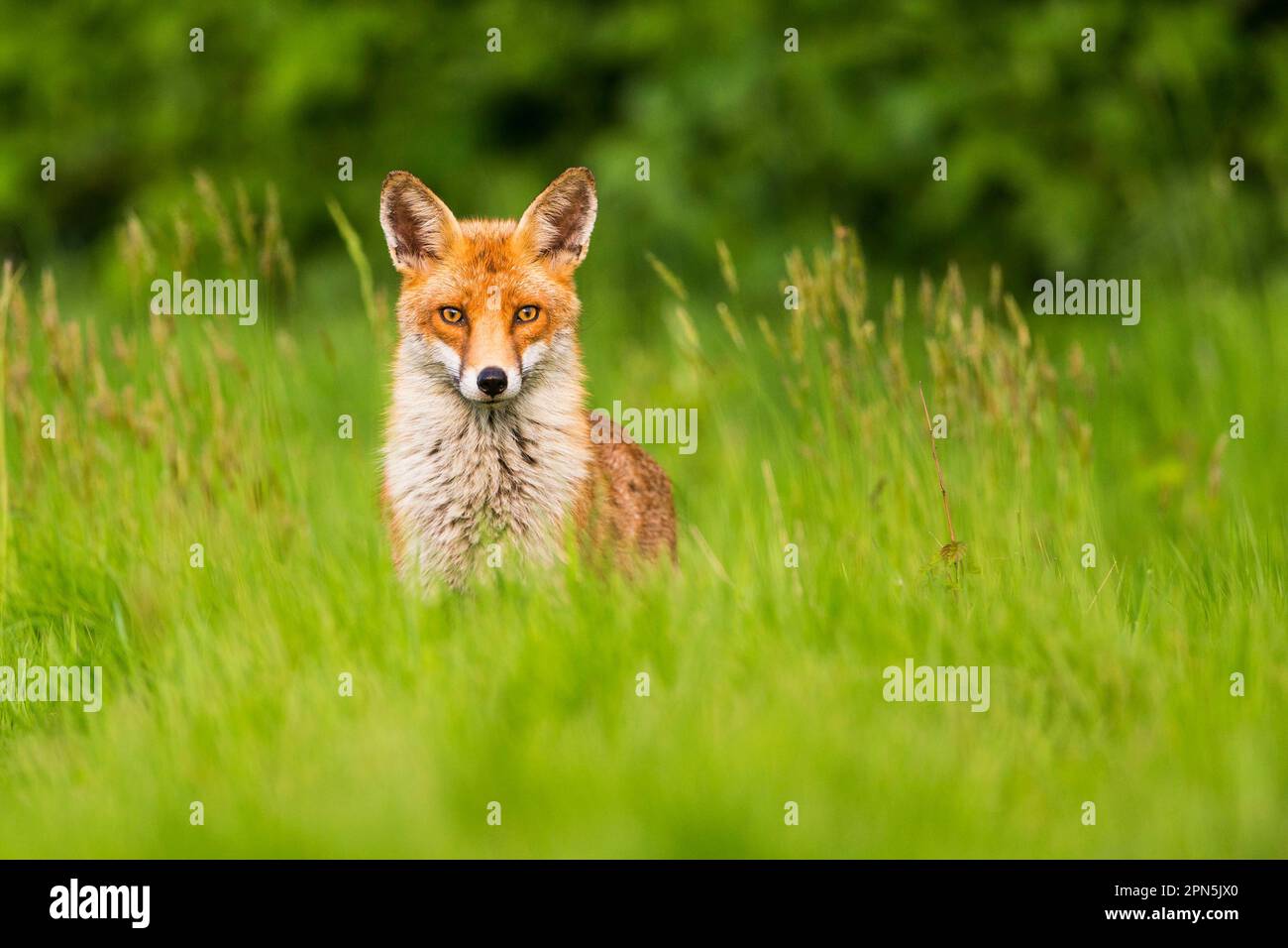 Red fox, red foxes, fox, foxes, canines, predators, mammals, animals ...