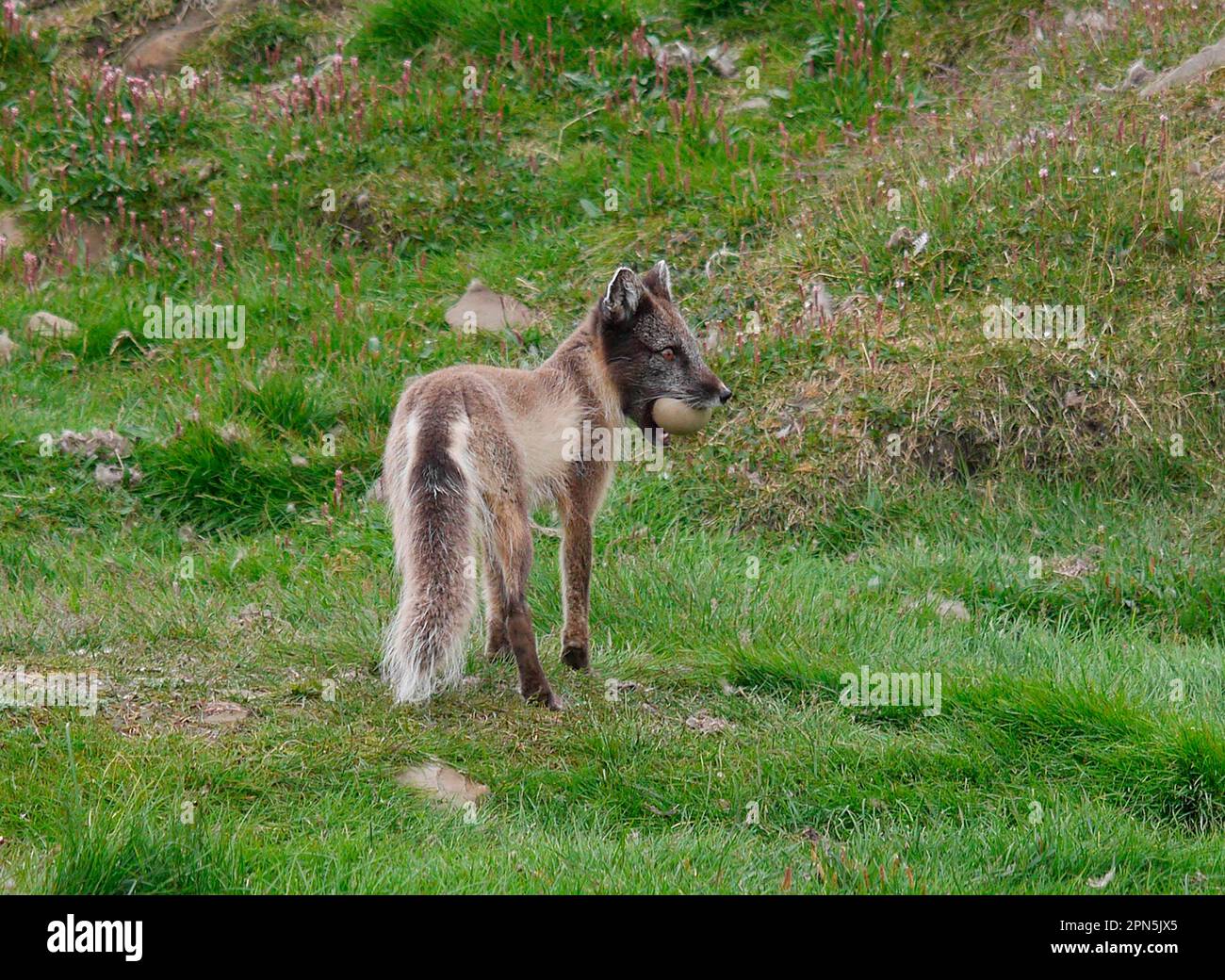 Arctic Fox (Vulpes lagopus) adult, summer coat, with eider duck egg in ...