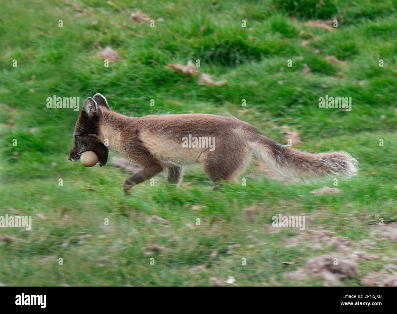 Arctic Fox (Vulpes lagopus) adult, summer coat, with eider duck egg in ...