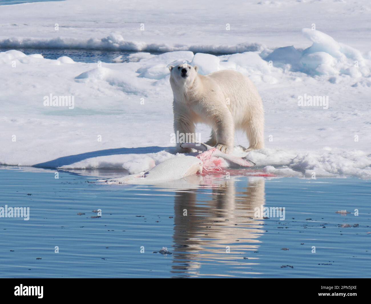 Polar Bear (Ursus maritimus) adult female, defending Beluga Whale ...