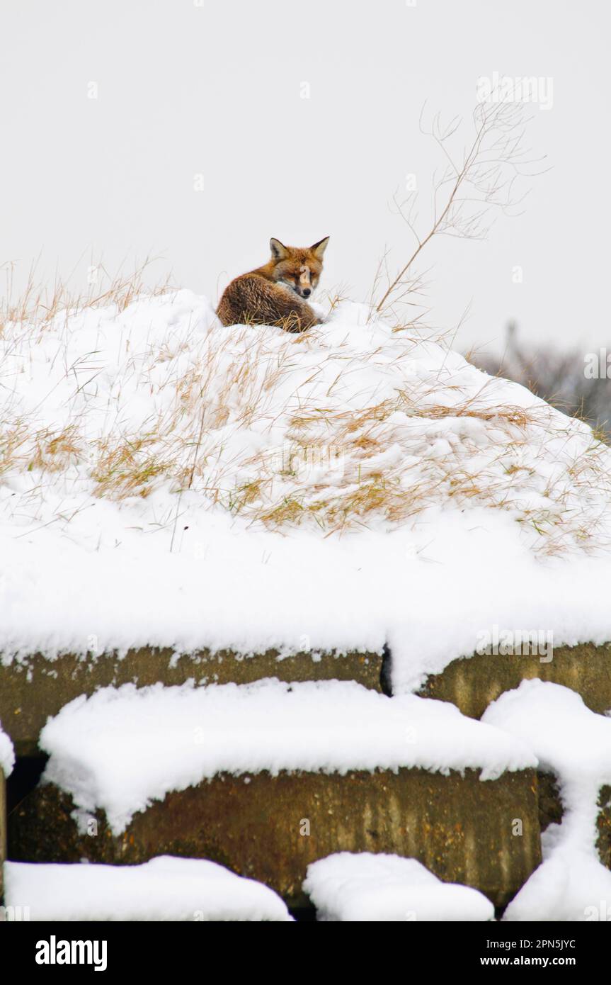Hibernacula hi-res stock photography and images - Alamy