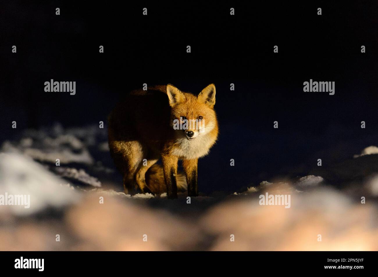 Red fox night hunt hi-res stock photography and images - Alamy