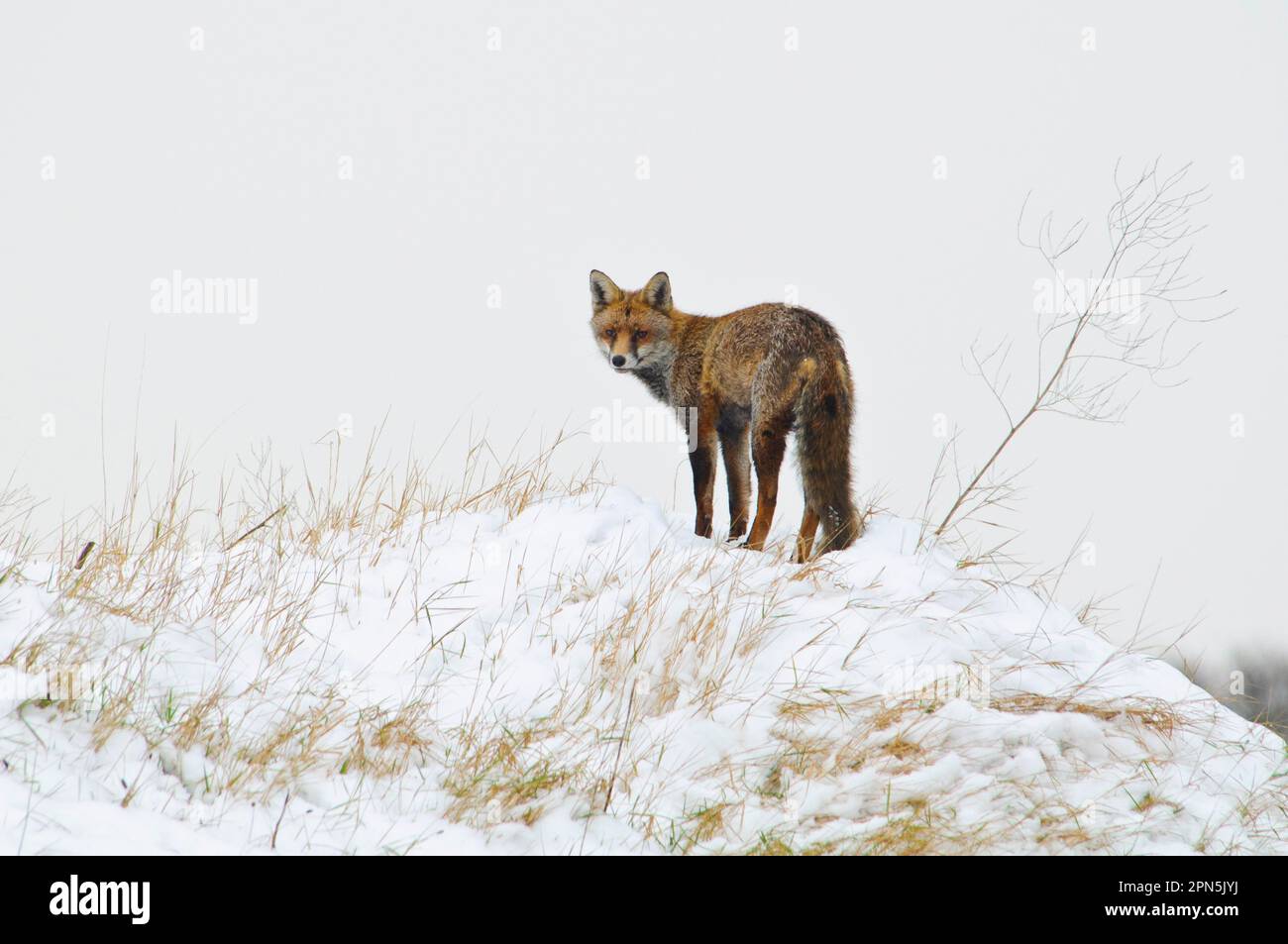 Red fox, red foxes, Fox, Foxes, Canines, Predators, Mammals, Animals ...