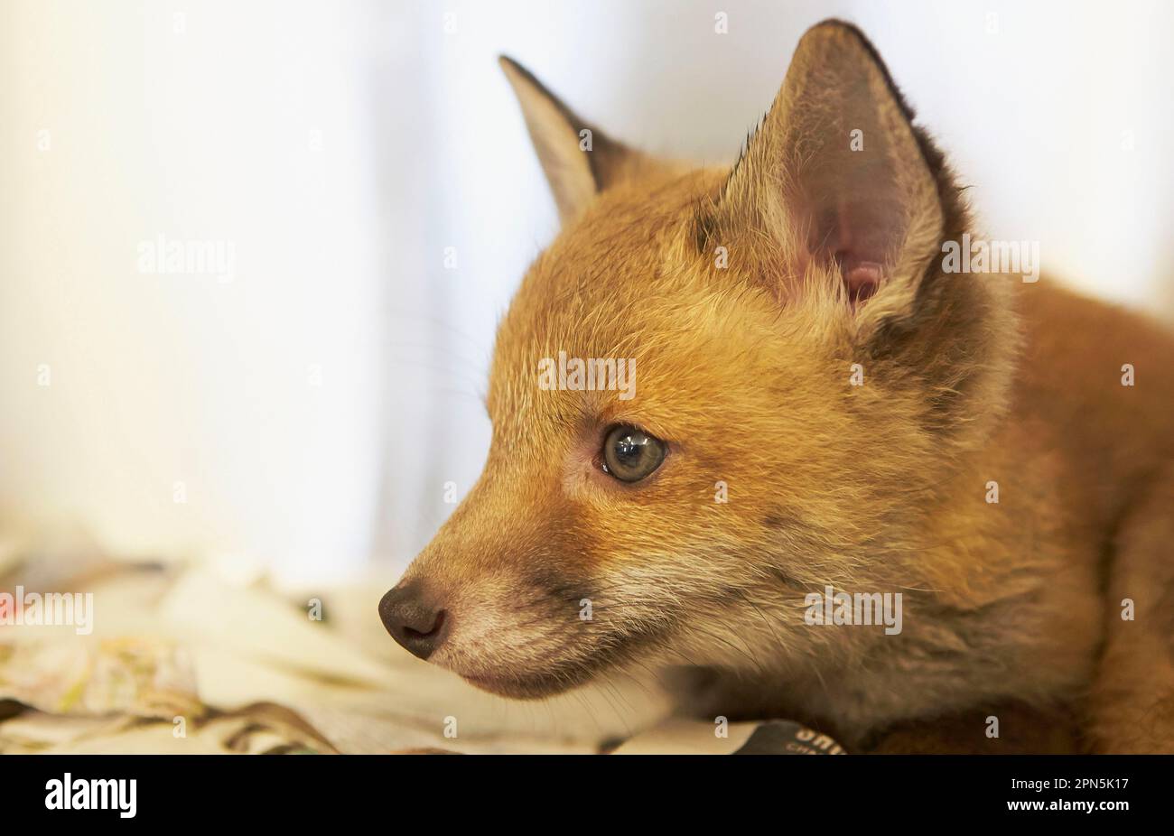 Red fox, red foxes, fox, foxes, canines, predators, mammals, animals, European Red Fox (Vulpes ...