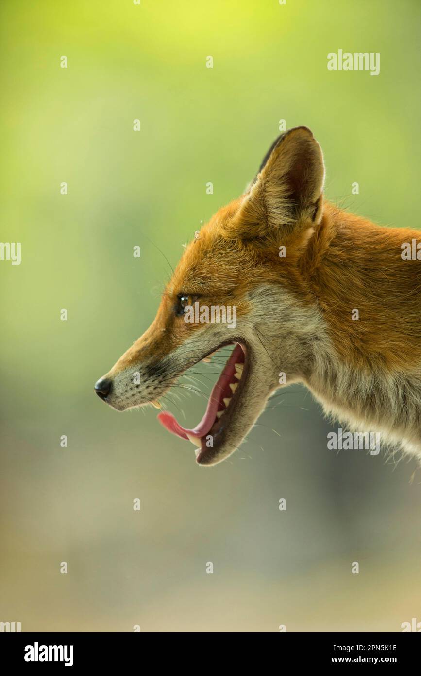 European Red Fox (Vulpes vulpes) adult, close-up of head, panting, at ...