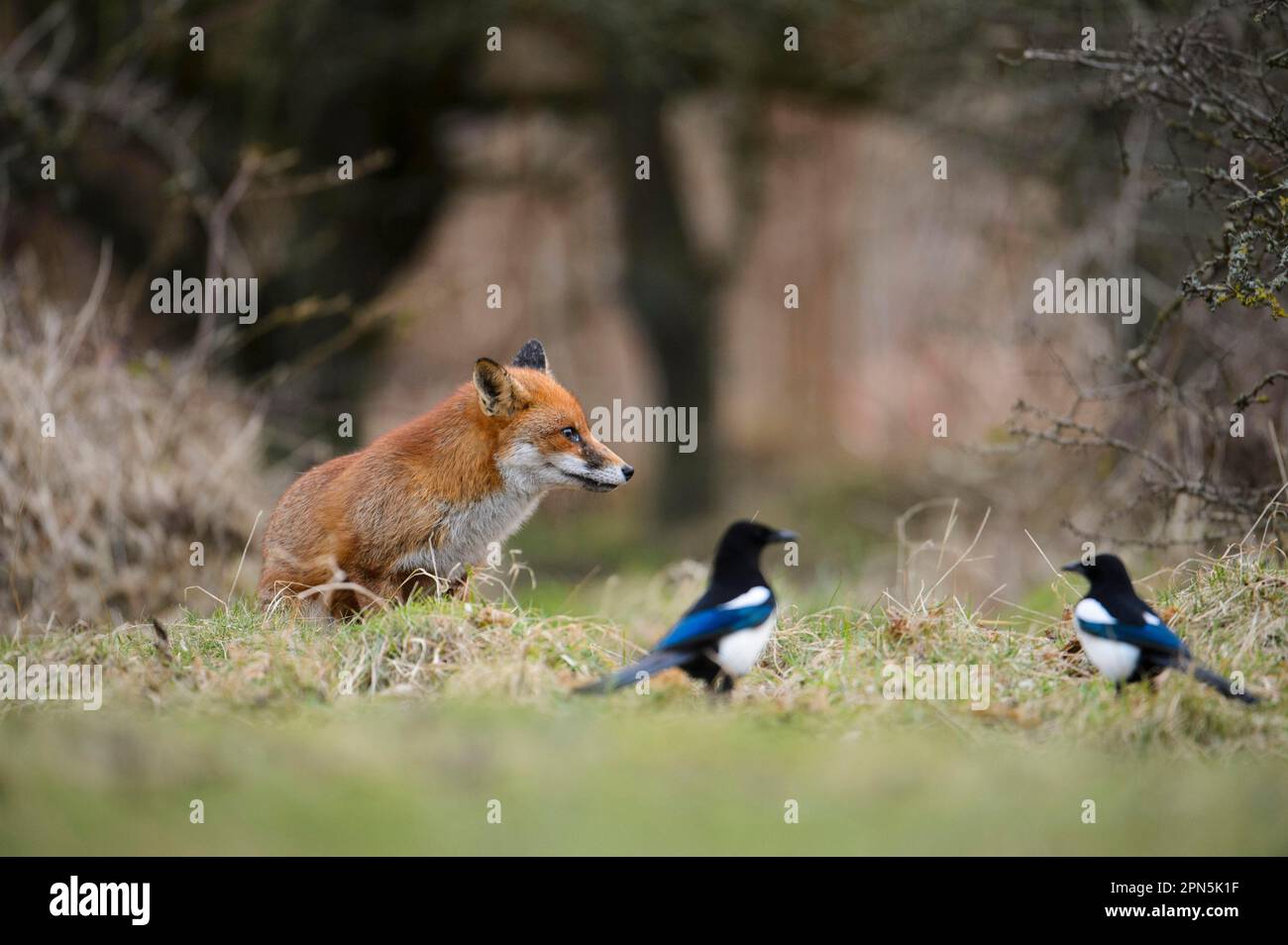 Red Fox, red foxes, Fox, Foxes, Canines, Predators, Mammals, Animals ...