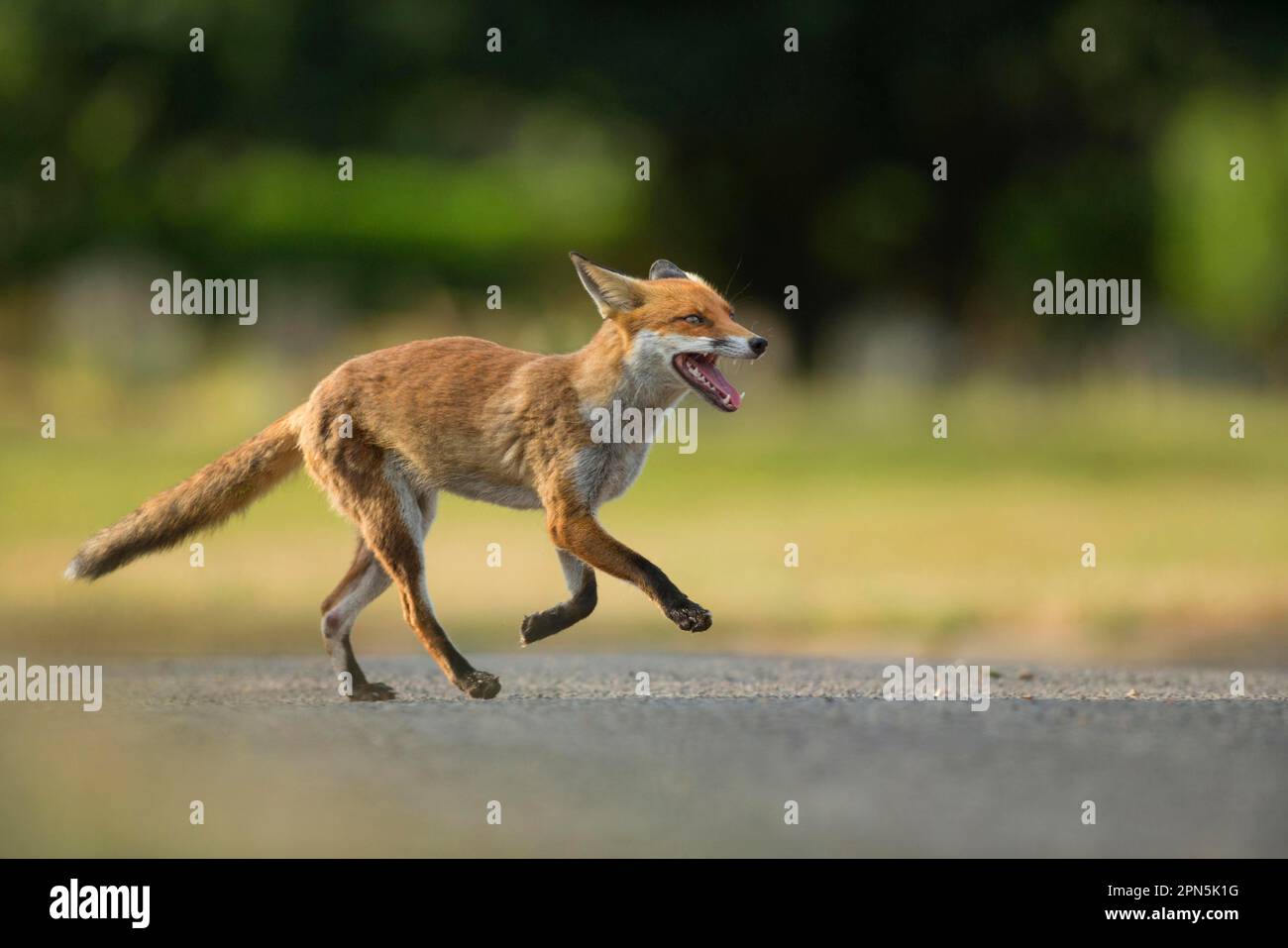 European Red Fox (Vulpes vulpes) adult, running on path of urban ...