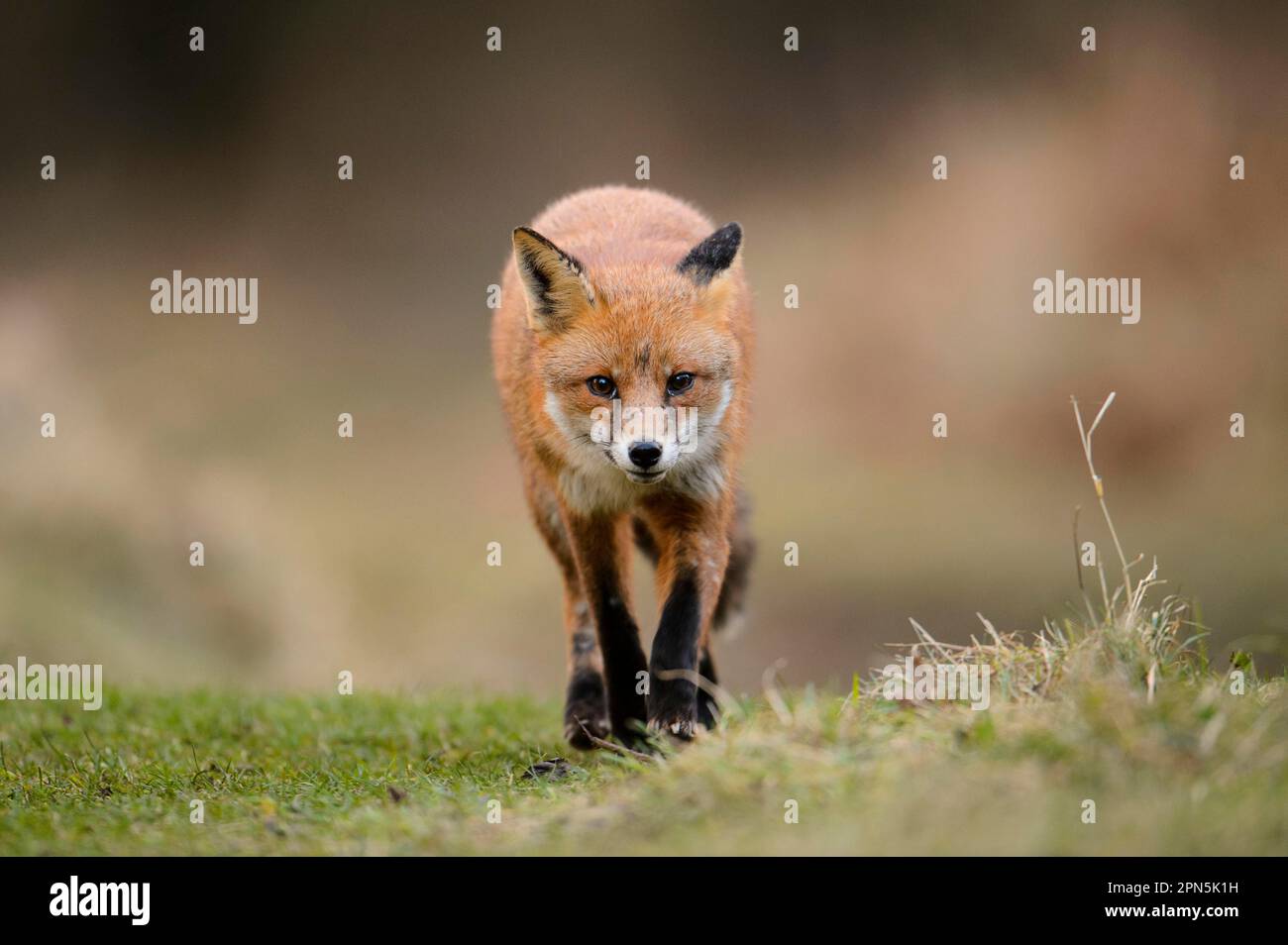 Red fox, red foxes, fox, foxes, canines, predators, mammals, animals ...