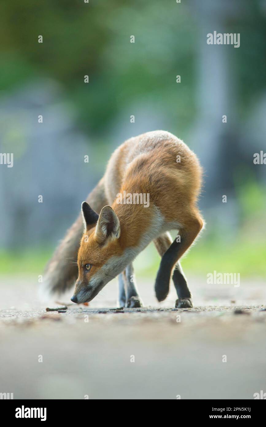 European Red Fox (Vulpes vulpes) adult, smelling ground, walking on ...