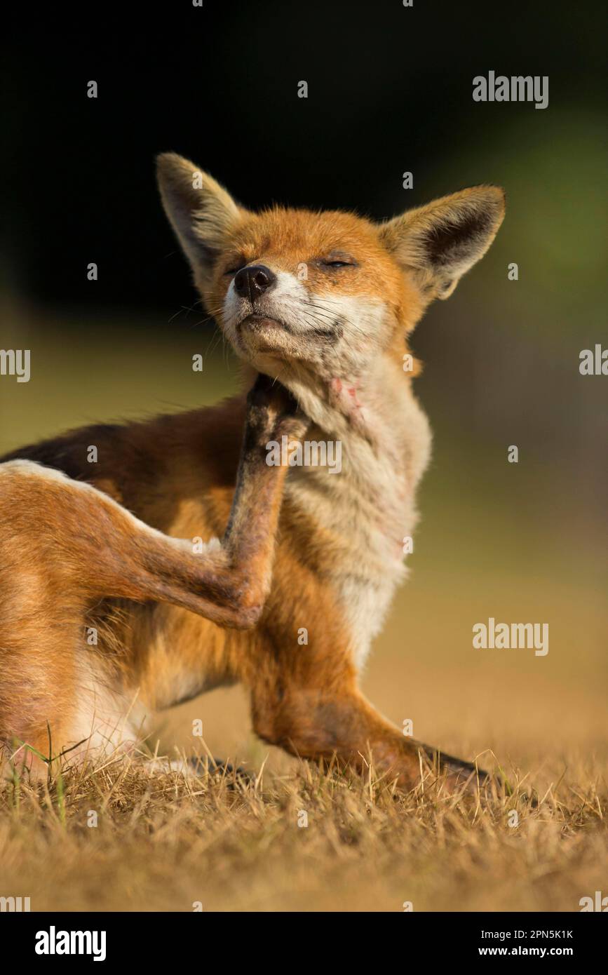 Fox mange hi-res stock photography and images - Alamy