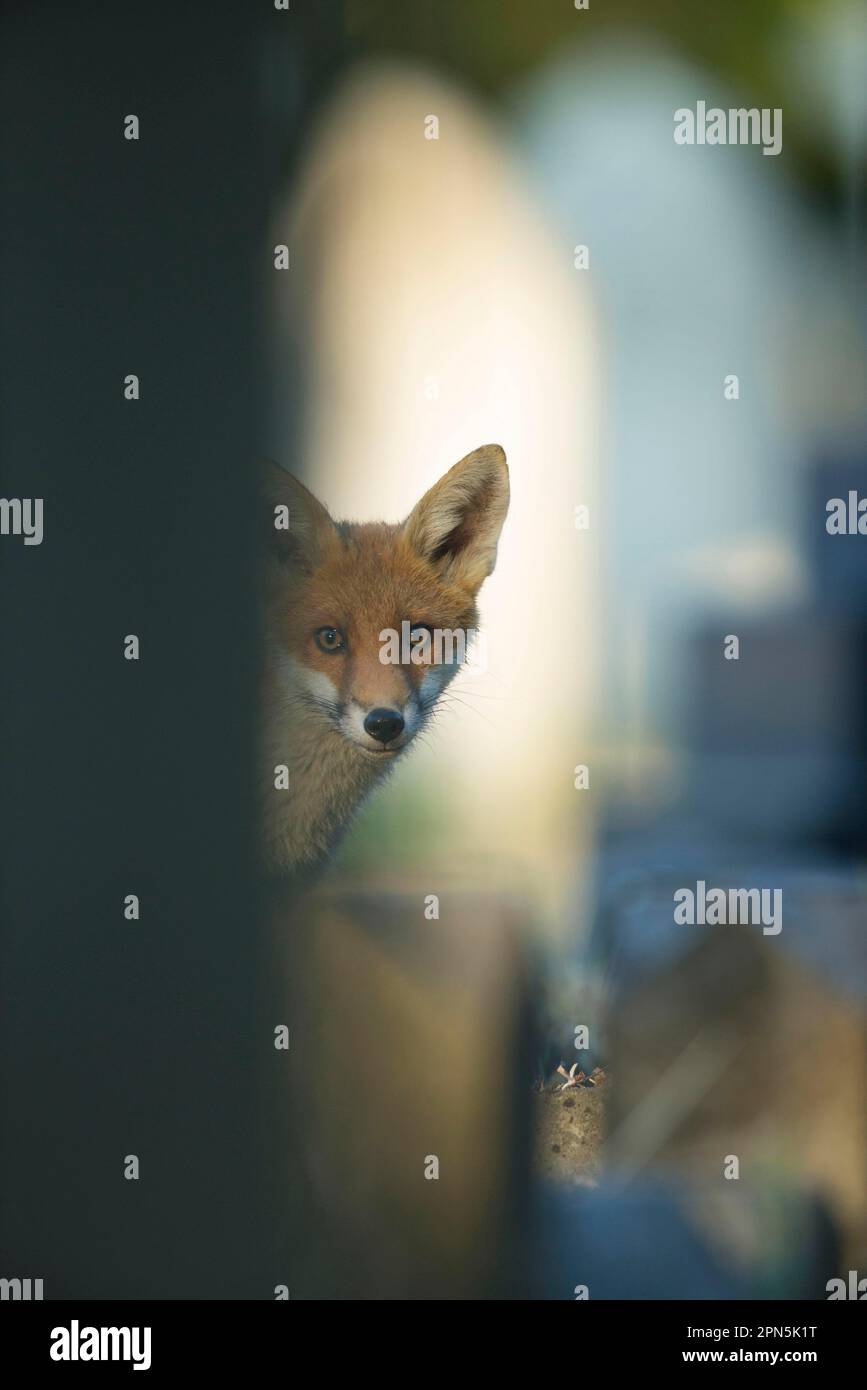 European Red Fox (Vulpes vulpes) adult, standing amongst headstones of ...