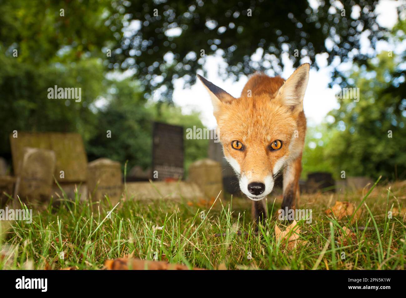 European Red Fox (Vulpes vulpes) adult, standing on grass amongst ...