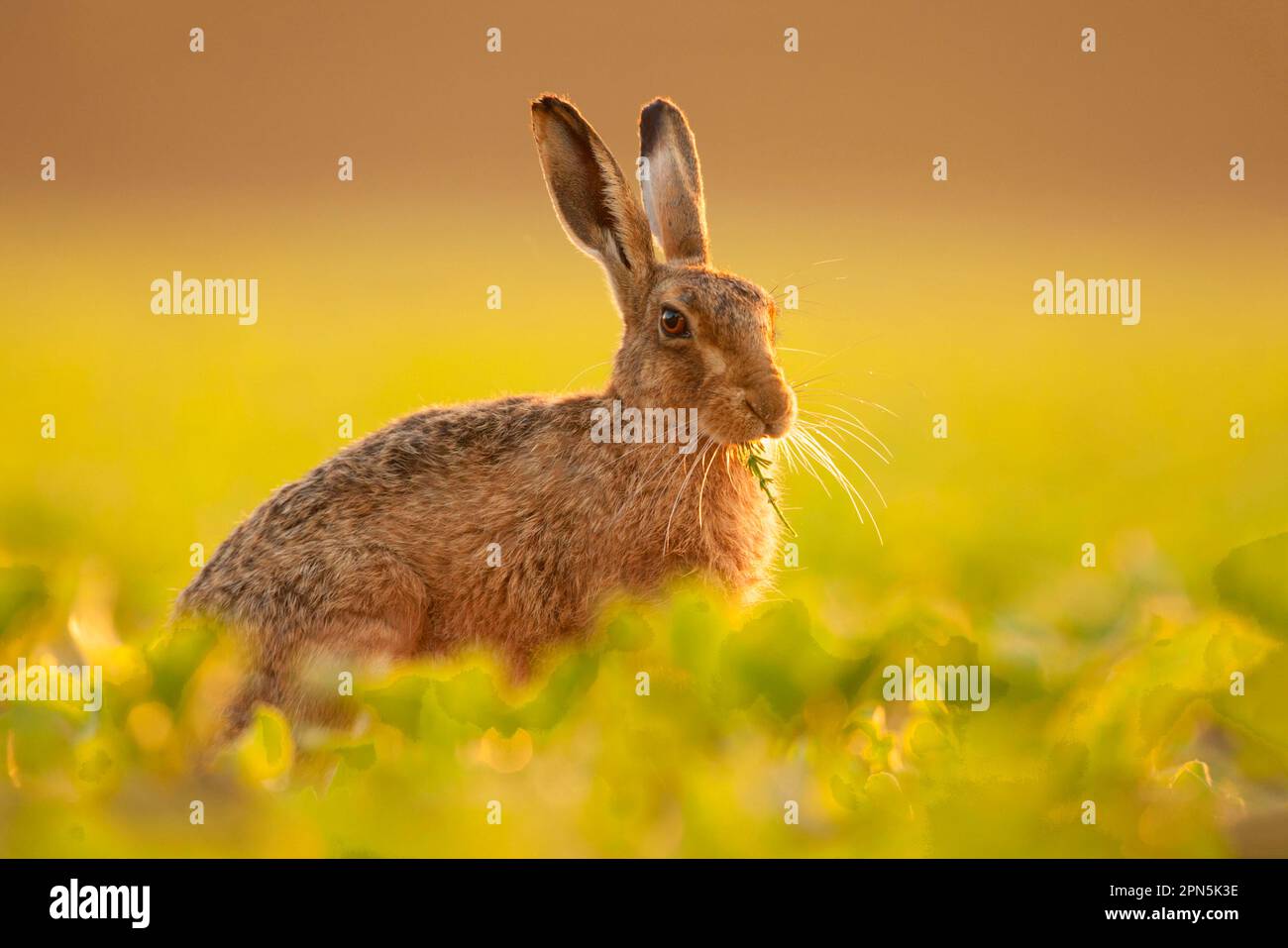 European hare, european hares (Lepus europaeus), hares, rodents ...