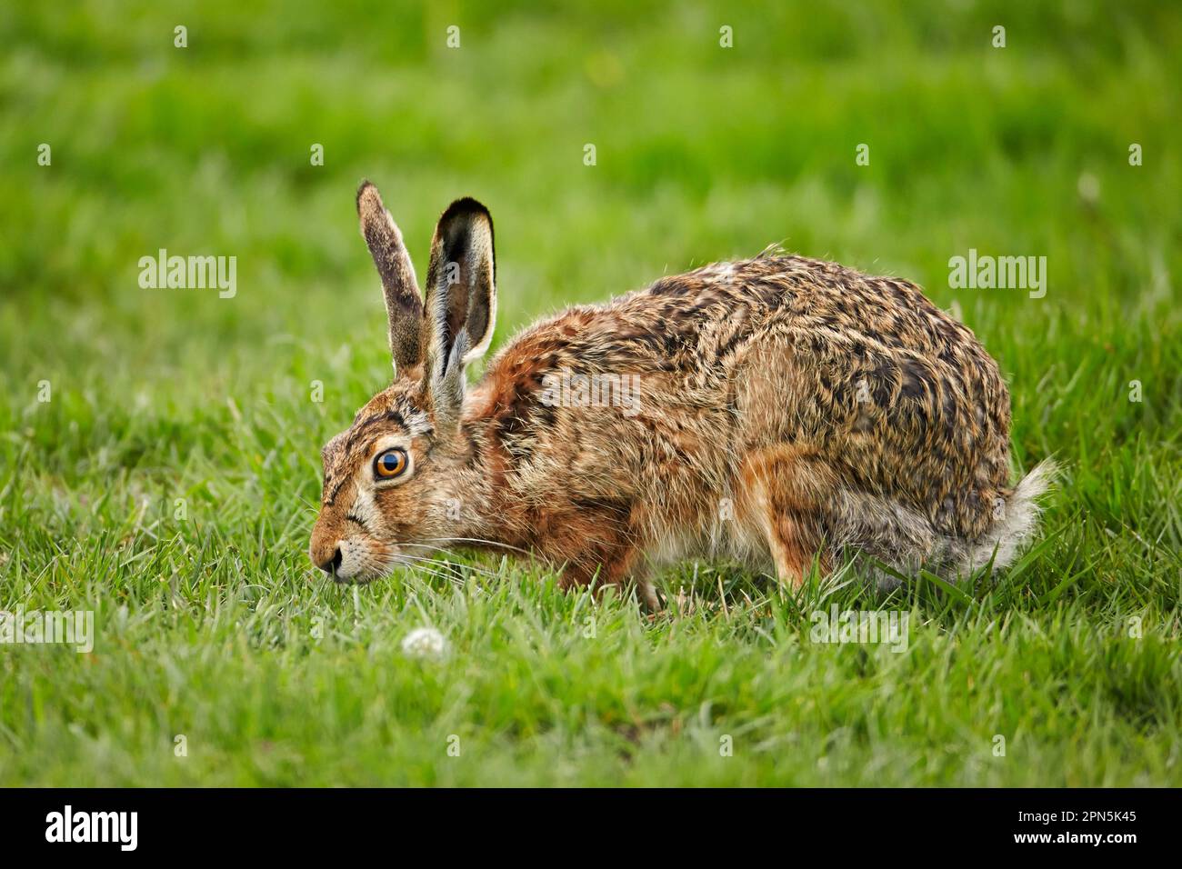 European Hare (Lepus europaeus) introduced species, adult, feeding on ...
